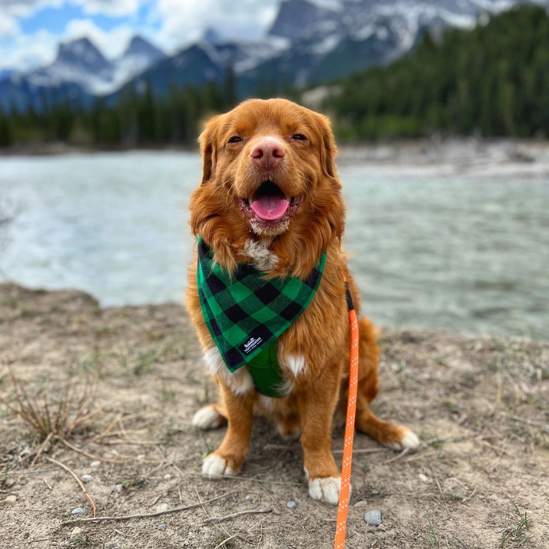 Flannel Dog Bandana | Rocky Mountain Dog